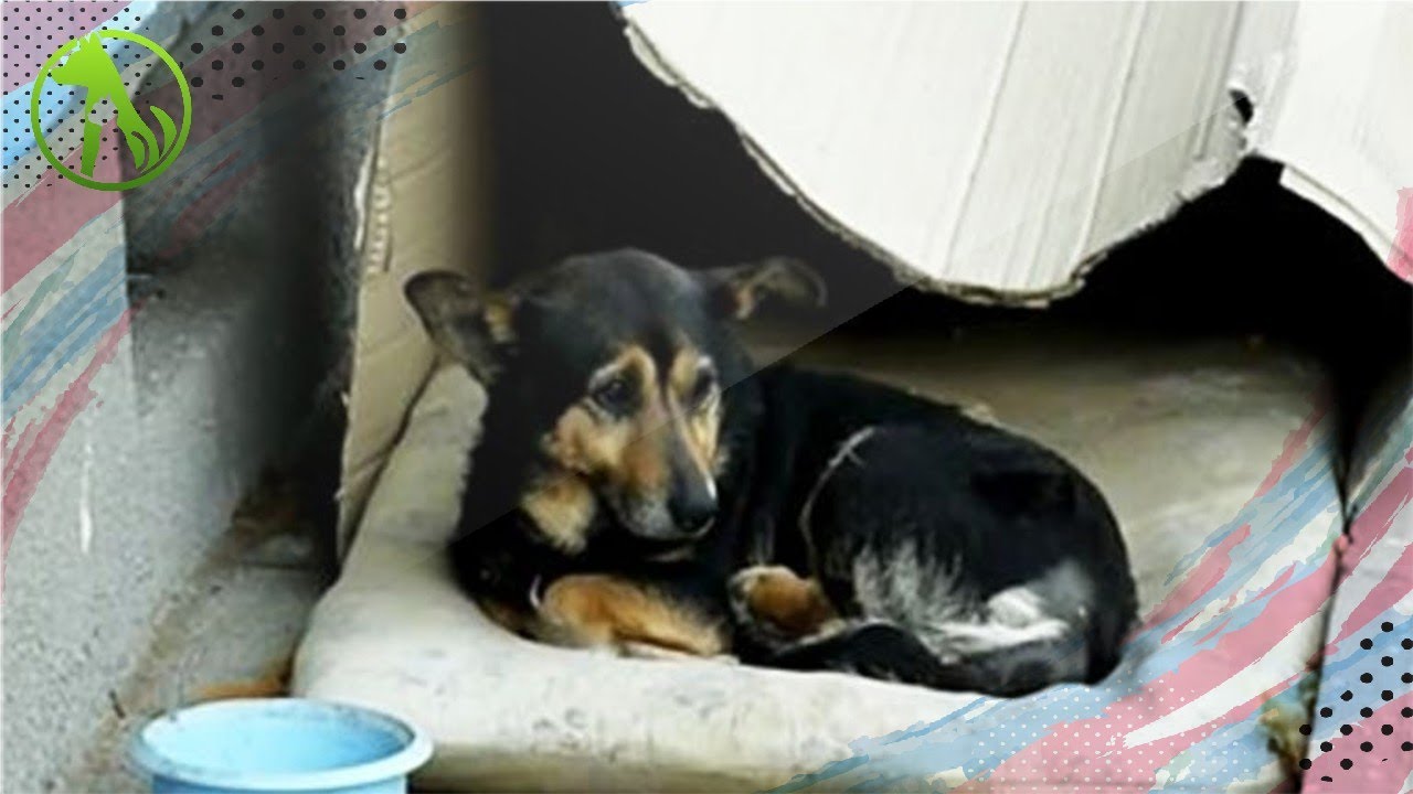 Homeless Dog Follows Strangers Until They Discover His Heartwarming Mission