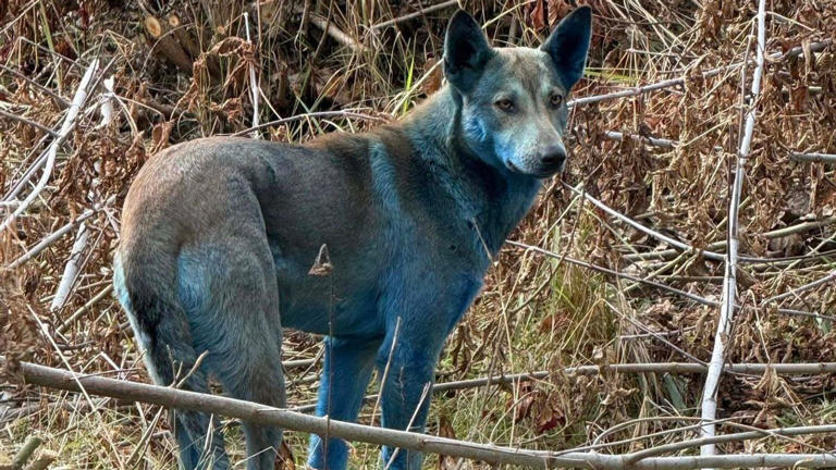 Dogs in Chernobyl mysteriously turned blue?