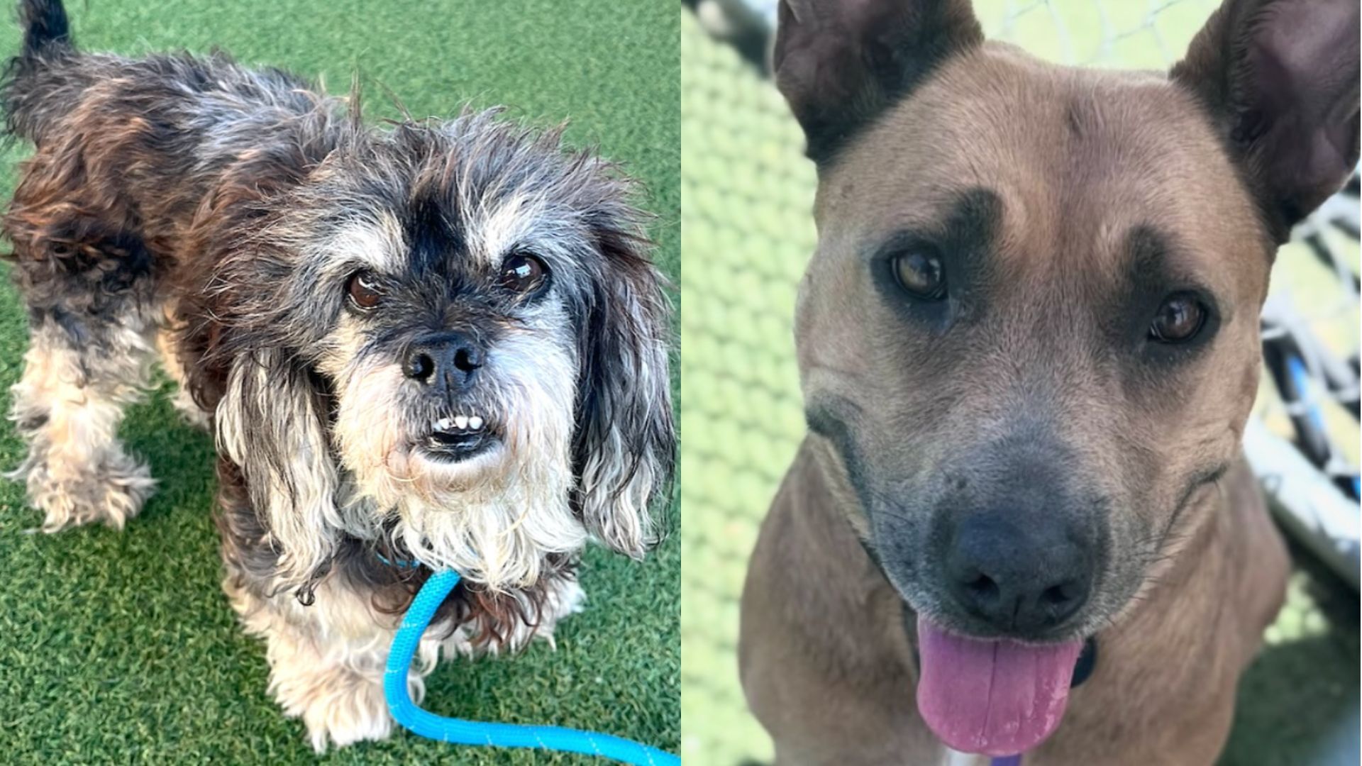 Forever Friday: Alice and Pepe Wait for Love at the West L.A. Shelter