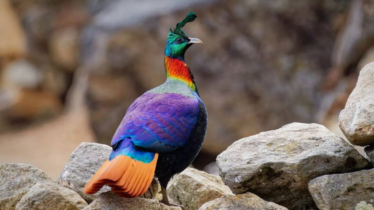 Himalayan Monal: Secrets behind the jewel of the Himalayas you didn’t ...