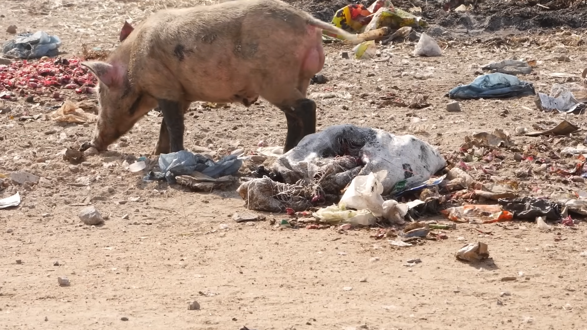 The Hidden Reasons Behind the Pork Ban in Religion