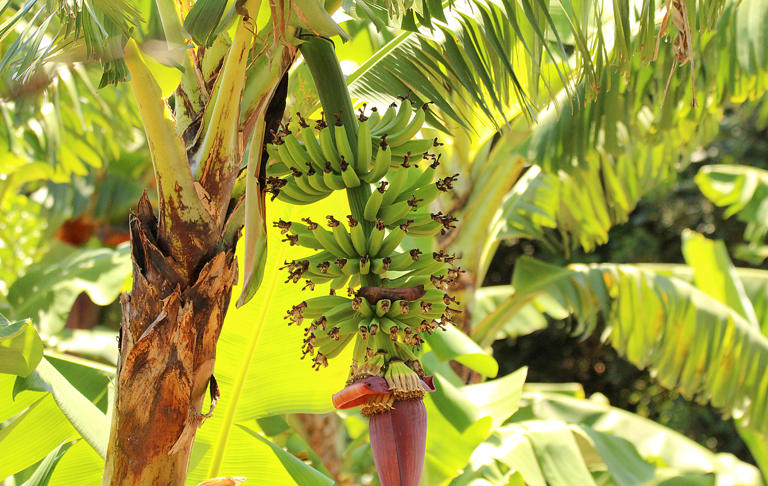 Banana bunchy top virus is killing livelihoods for coastal banana growers