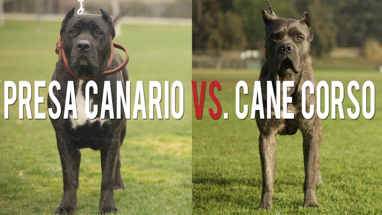 Presa Canario vs. Cane Corso in a battle of the ultimate catch dogs