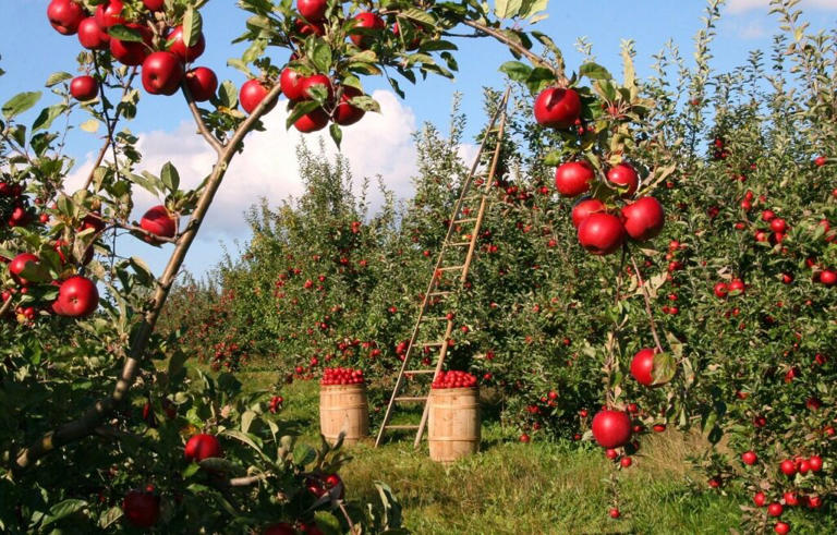 Why Apple Orchards Are Suddenly a Status Symbol