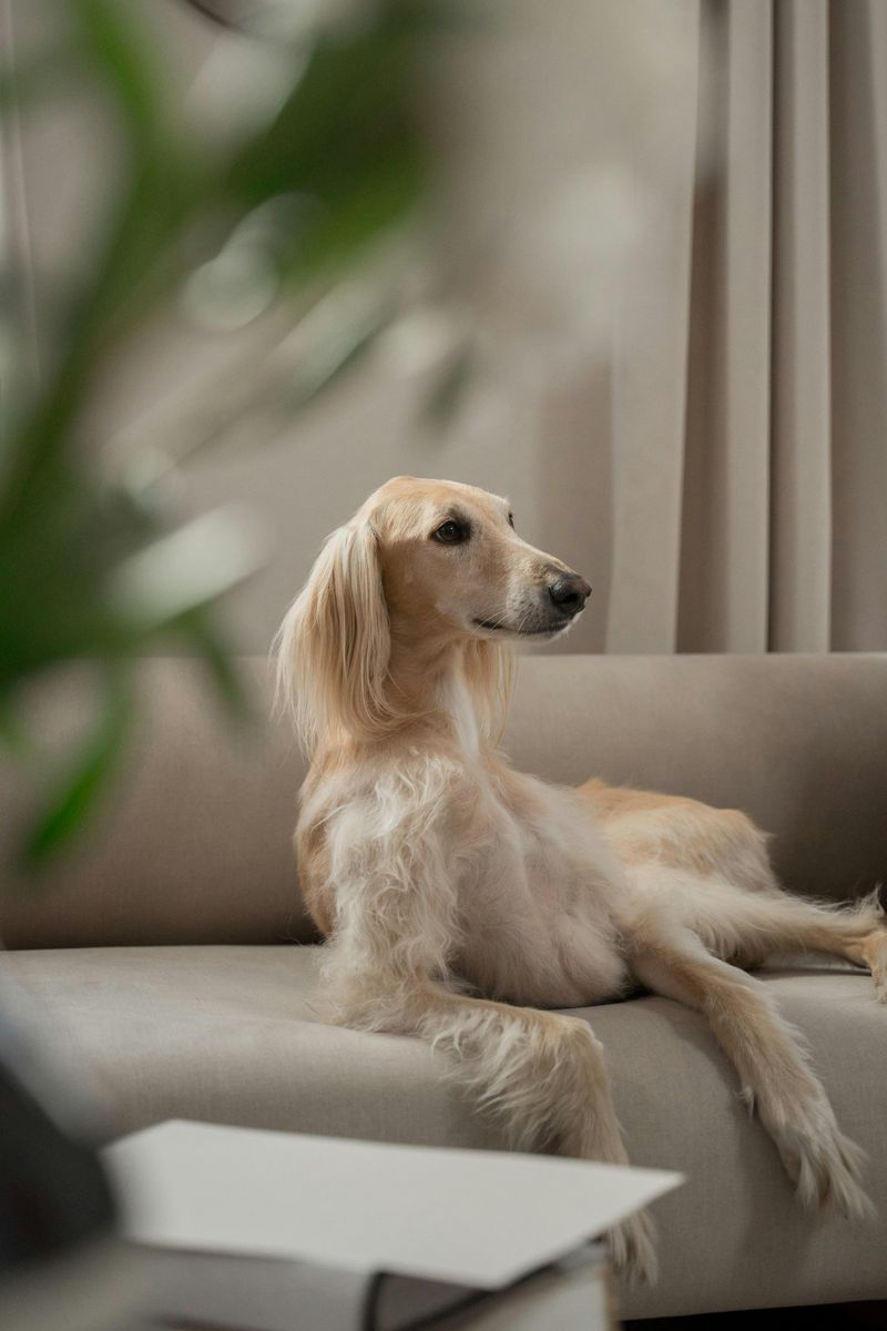 17 Chill Dog Breeds Perfect for Quiet, Relaxed Homes
