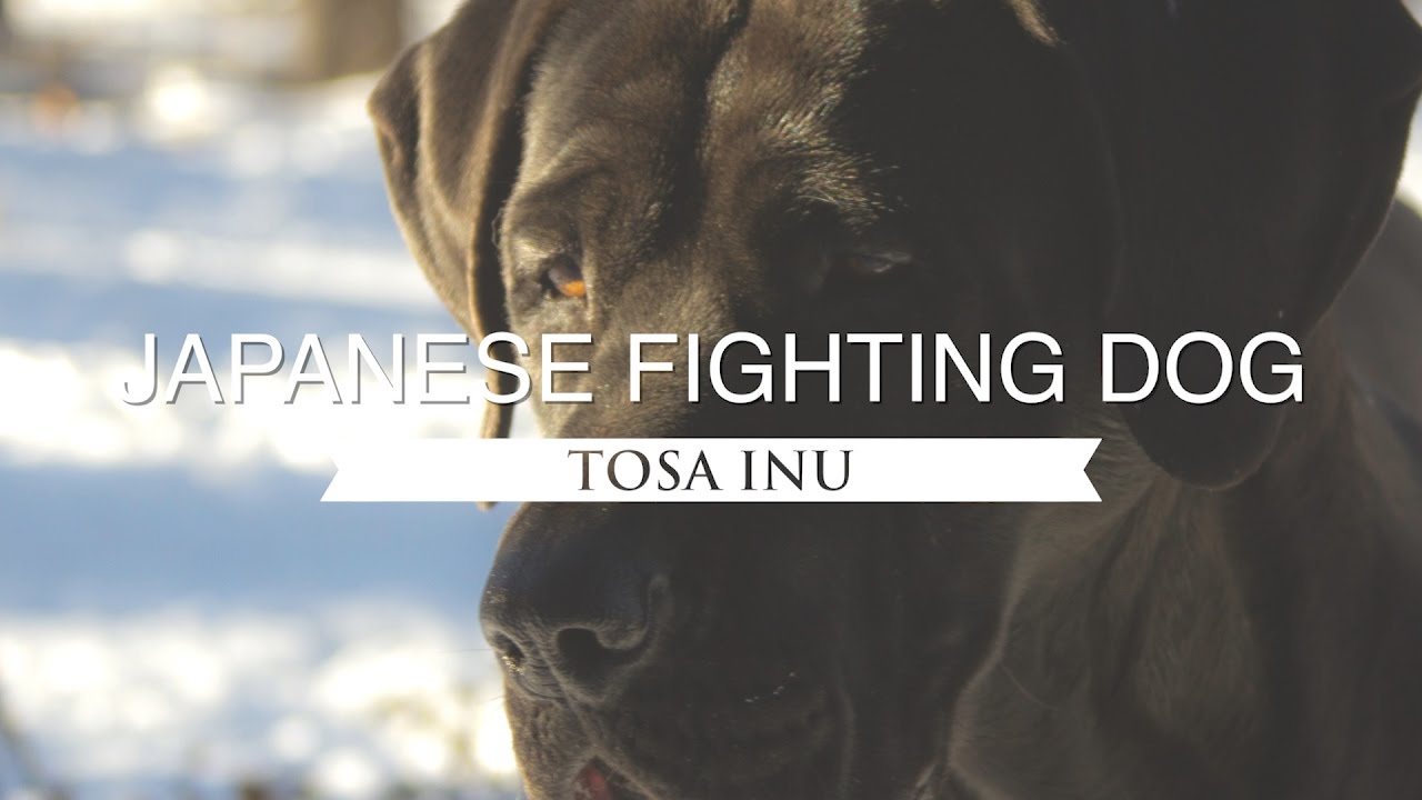 Tosa inu Japan's national fighting dog