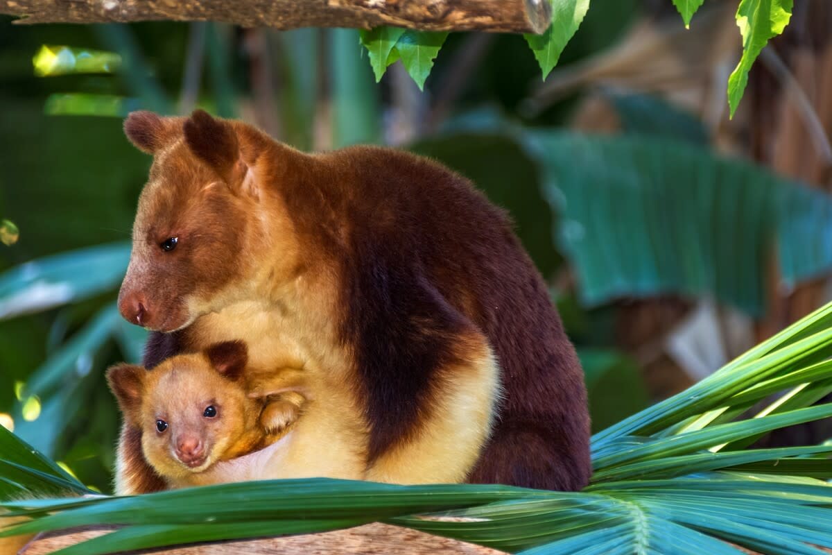 Mama and Baby Tree Kangaroo Snacking on Carrots Is the Most Soothing ASMR