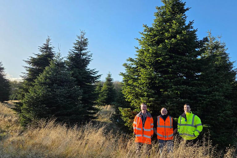 Grimsby Christmas tree revealed as town gets ready for festive season