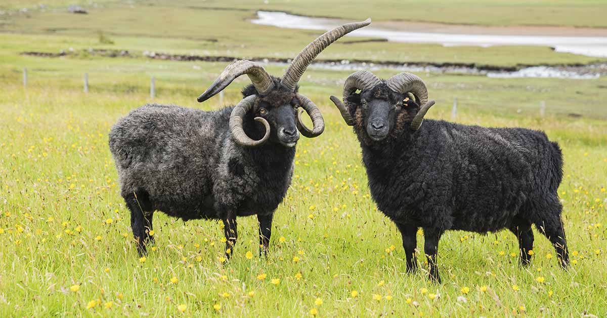 Ancient Viking Sheep With Four Horns Are Making a Comeback From Near ...