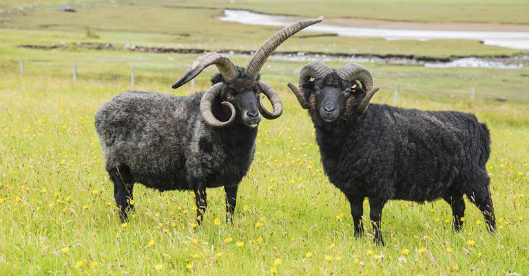 Ancient Viking Sheep With Four Horns Are Making a Comeback From Near ...