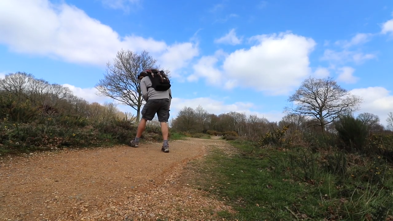 Peaceful woodland walk in Essex