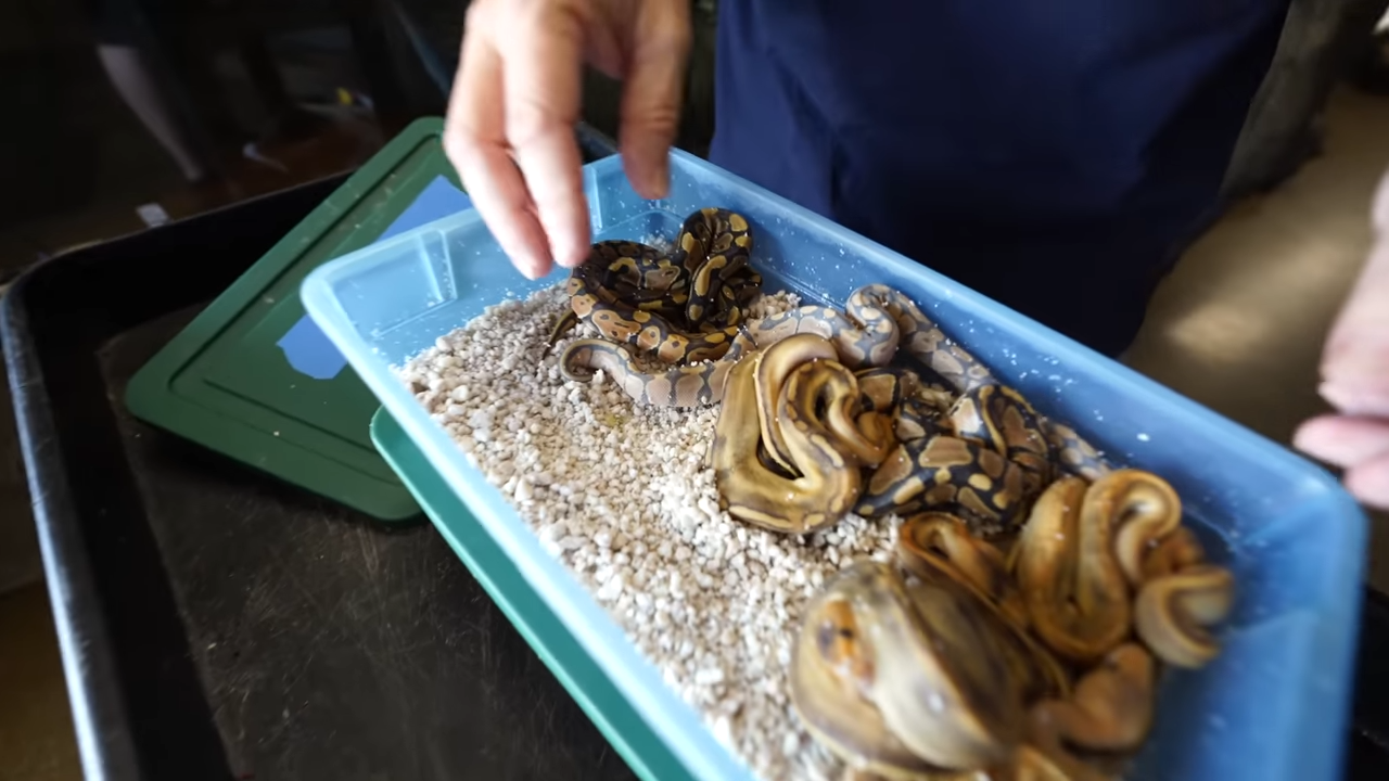 Dozens of baby snakes hatch at once in epic explosion