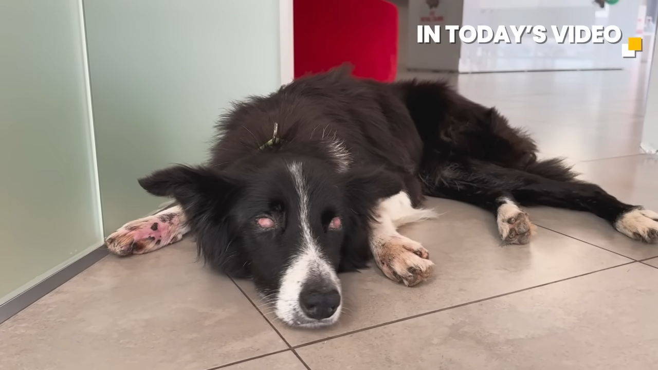 How Wonder the blind dog made an unexpected new friend