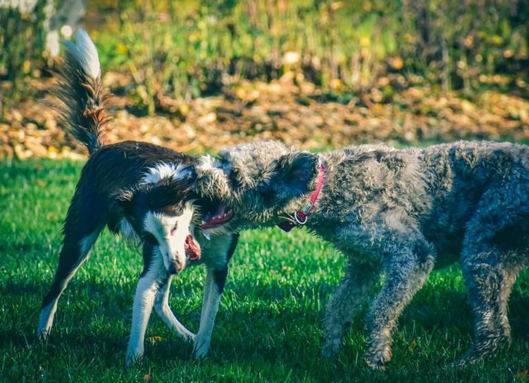 9 Causes of Dog Snapping and How to Prevent It