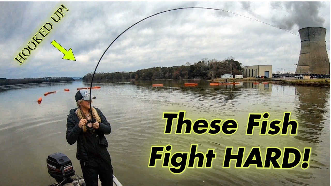 Fishing Below Power Plants: Big Fish Techniques