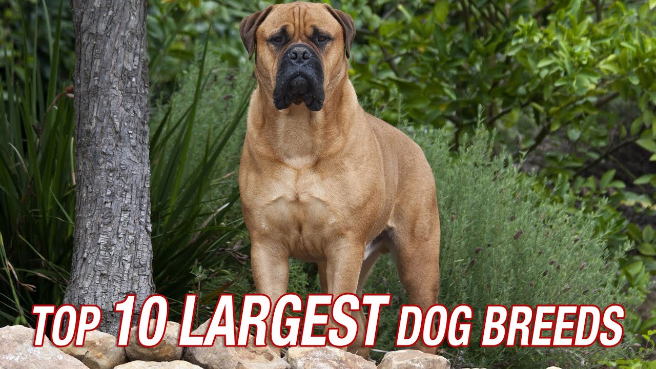 Top ten largest dog breeds