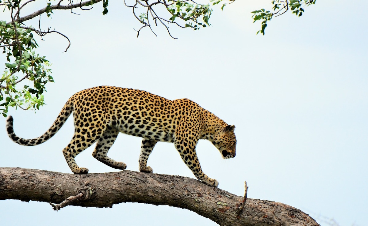 21-year-old woman mauled to death by leopard near sugarcane field in UP
