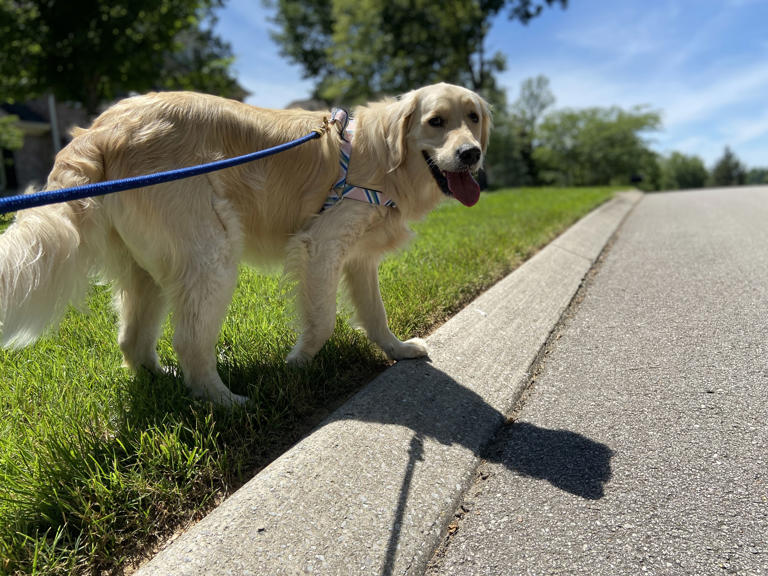 Vet reveals 7 smart breeds that are perfect for first-time dog owners