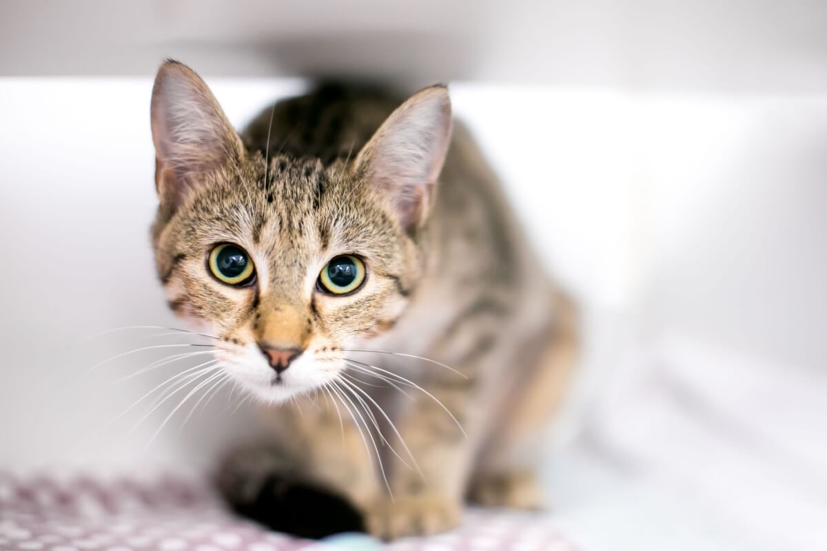Seu gato é tímido? 10 nomes perfeitos para combinar com ele