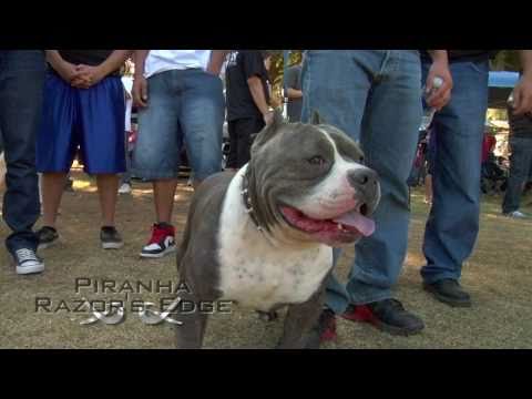 American Bully Show - Fresno Bully Show