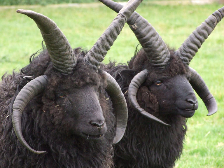Ancient Viking Sheep With Four Horns Are Making a Comeback From Near ...