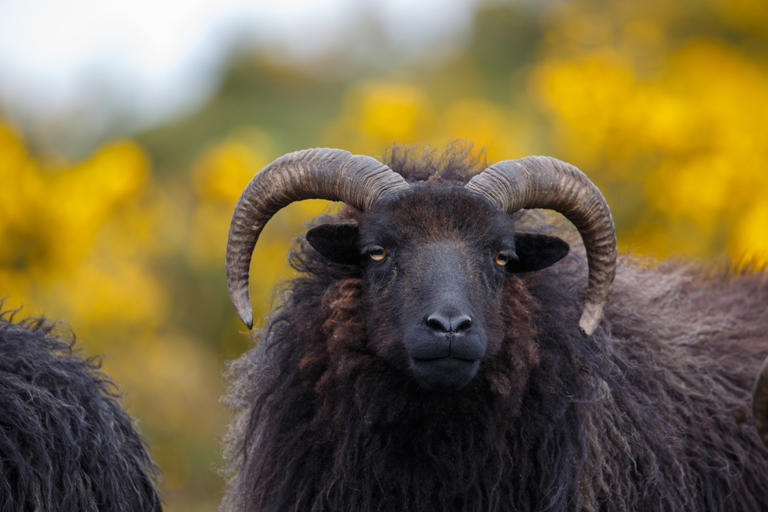 Ancient Viking Sheep With Four Horns Are Making a Comeback From Near ...