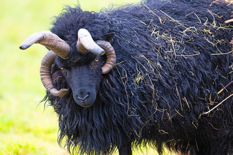 Ancient Viking Sheep With Four Horns Are Making a Comeback From Near ...