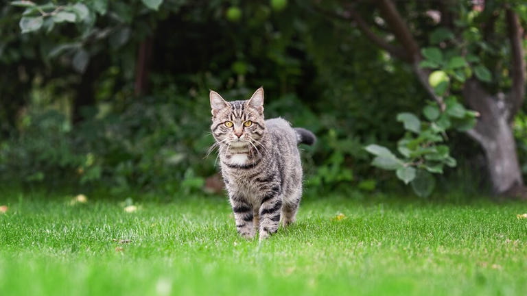 Using Forks to Keep Cats Out of the Garden? Animal Rights Activists ...