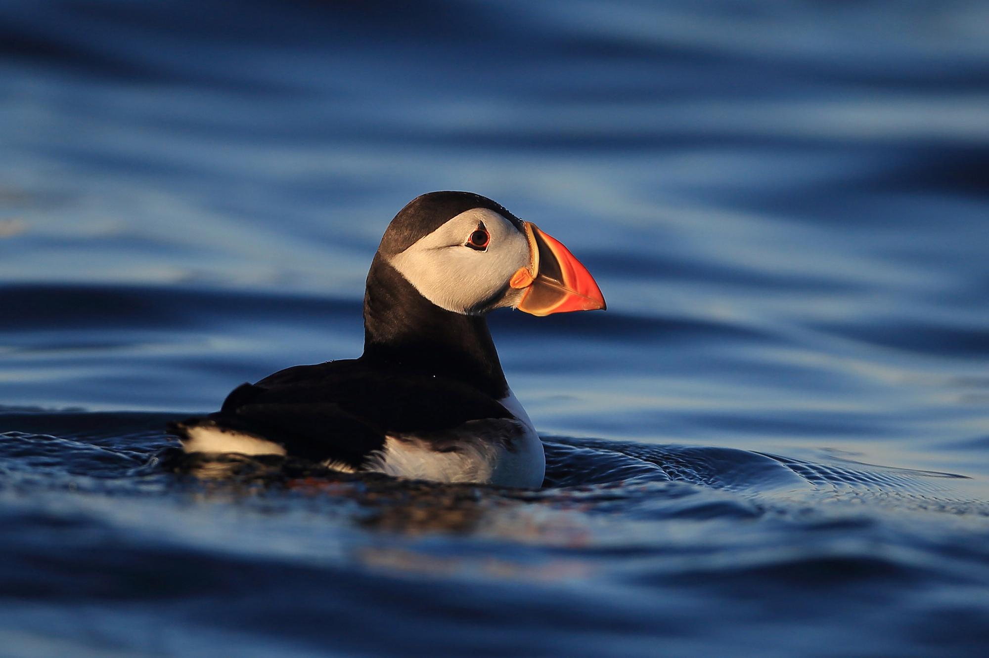 Puffins return to nature reserve off Islandmagee for first time in at ...