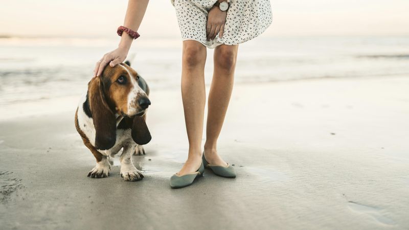 15 Laid Back Companion Dog Breeds for People Who Just Want a Chill Friend