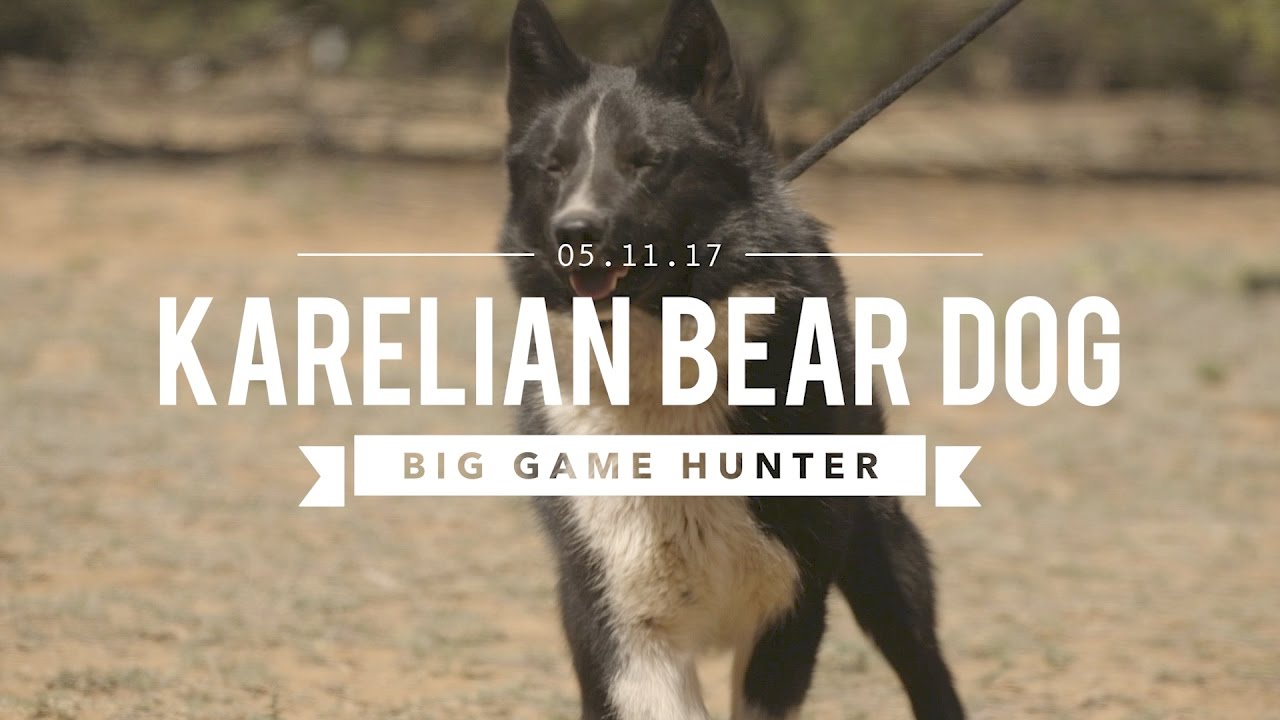 Karelian bear dog: The big game hunter