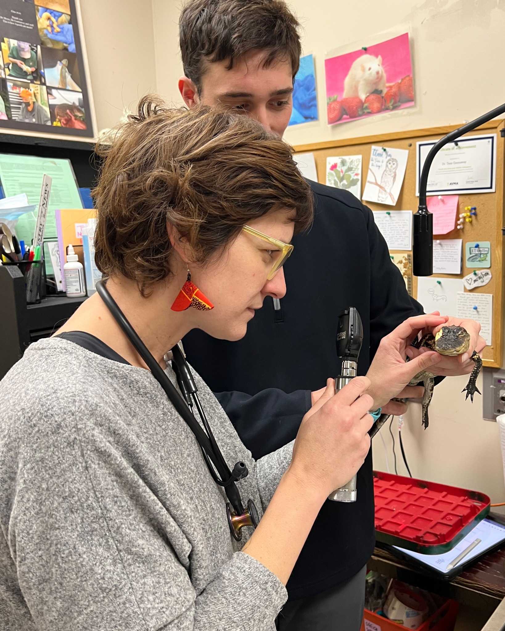 Baby alligator saved from chilly New England river