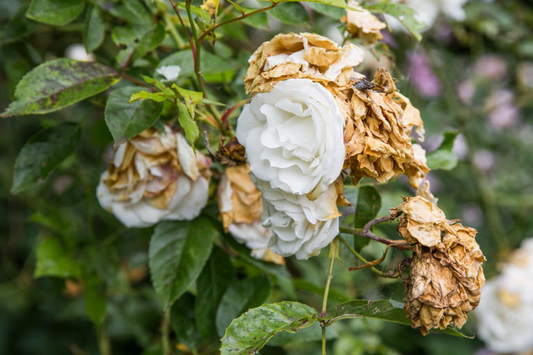 How to Winterize Your Rose Bushes Before the Cold Settles In