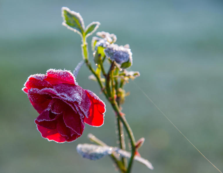 How to Winterize Your Rose Bushes Before the Cold Settles In