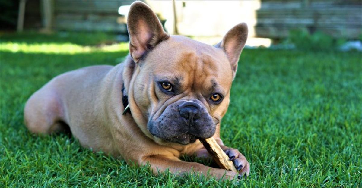 15 Laid Back Companion Dog Breeds for People Who Just Want a Chill Friend