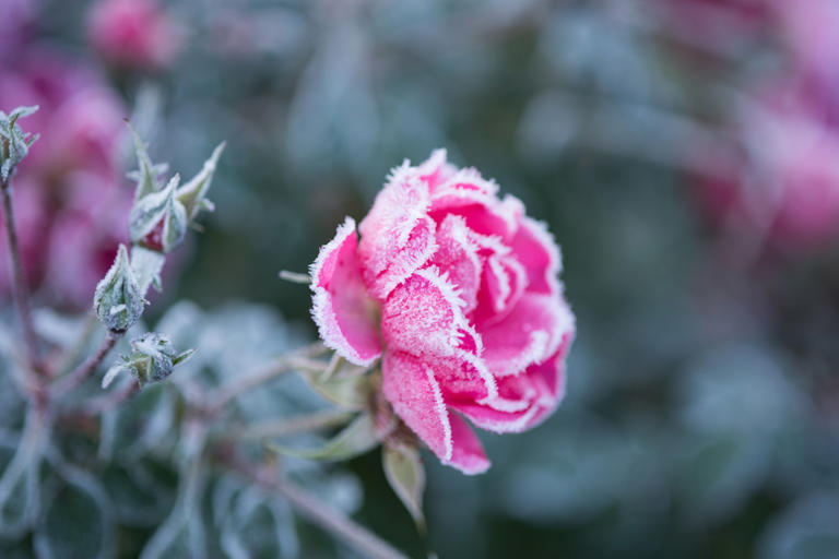 How to Winterize Your Rose Bushes Before the Cold Settles In