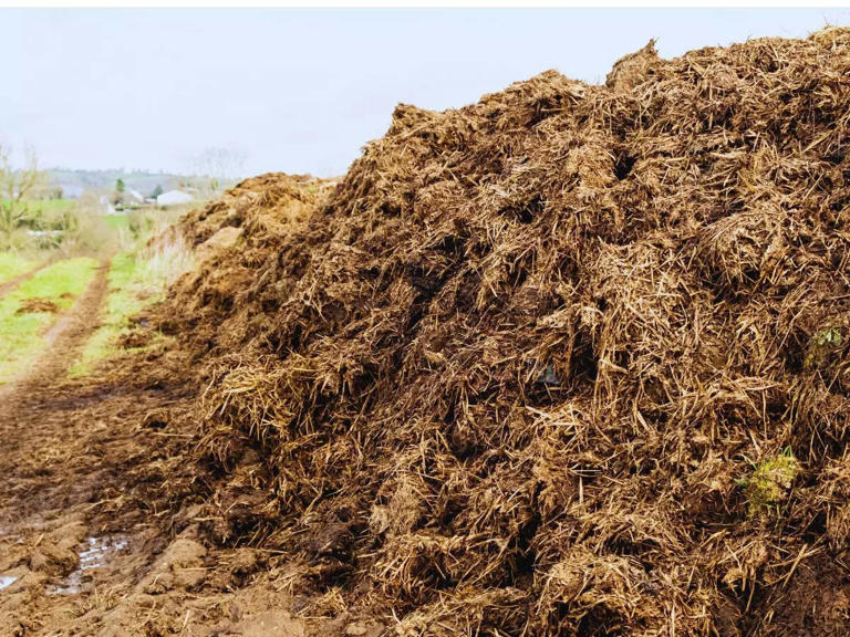 This village in South India celebrates a unique ‘cow poop festival ...