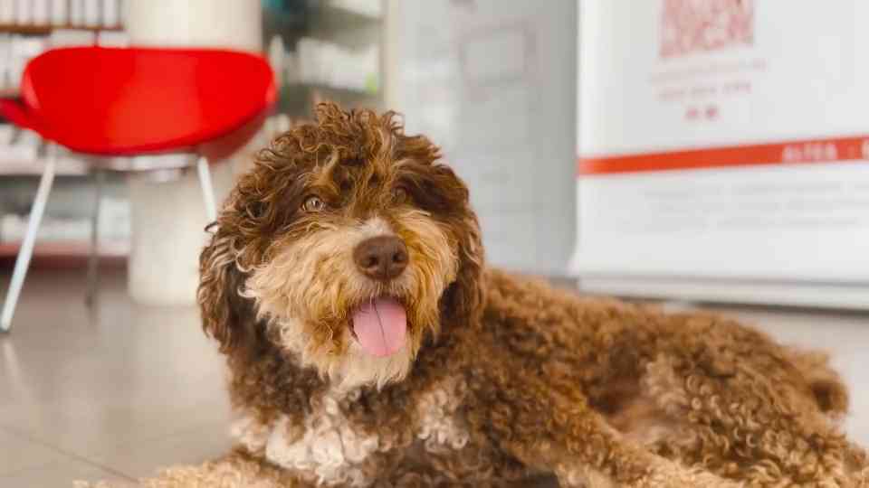 Gigi finally gets to go home after a long journey