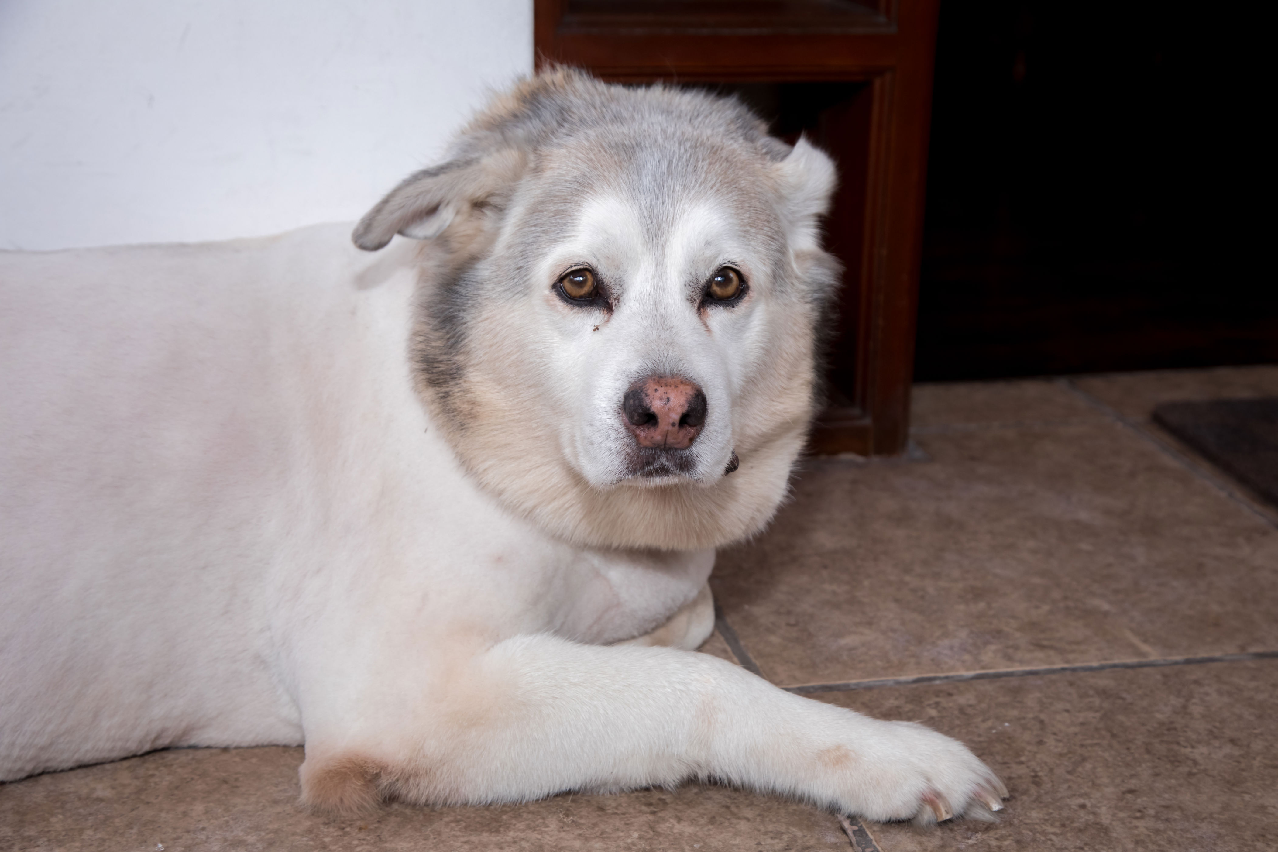 Senior dog trying to act like a puppy leaves internet heartbroken