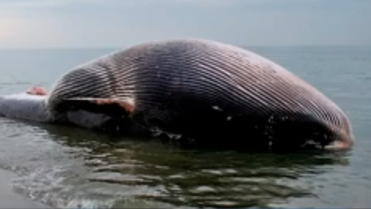 This Is Why Dead Whales Suddenly Explode