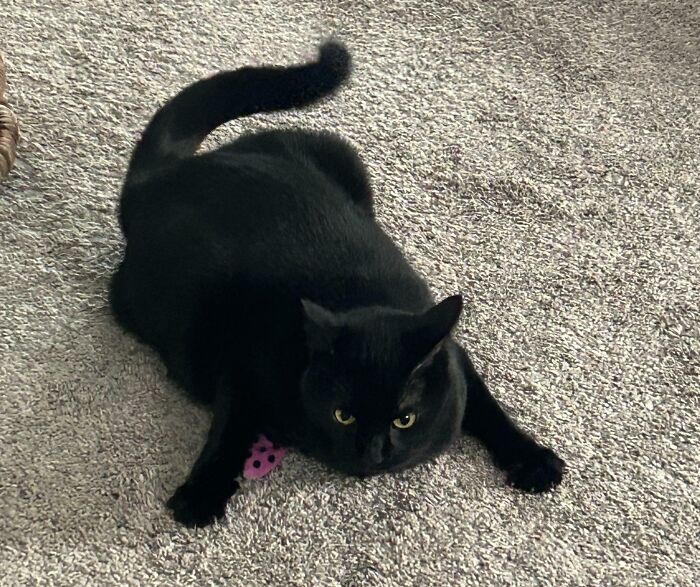38 Of The Cutest Black Cats From “OneBlackBraincell” Community