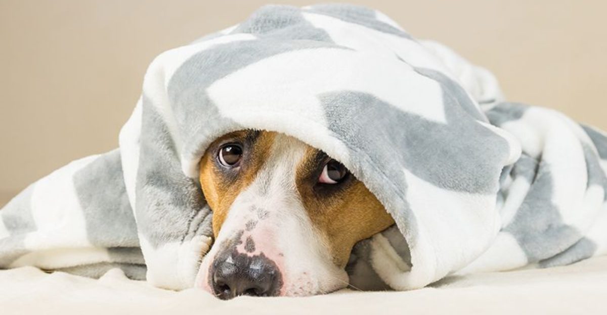 9 Causes of Dog Snapping and How to Prevent It