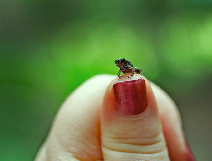 Newly identified toad species leapfrogs tadpole stage