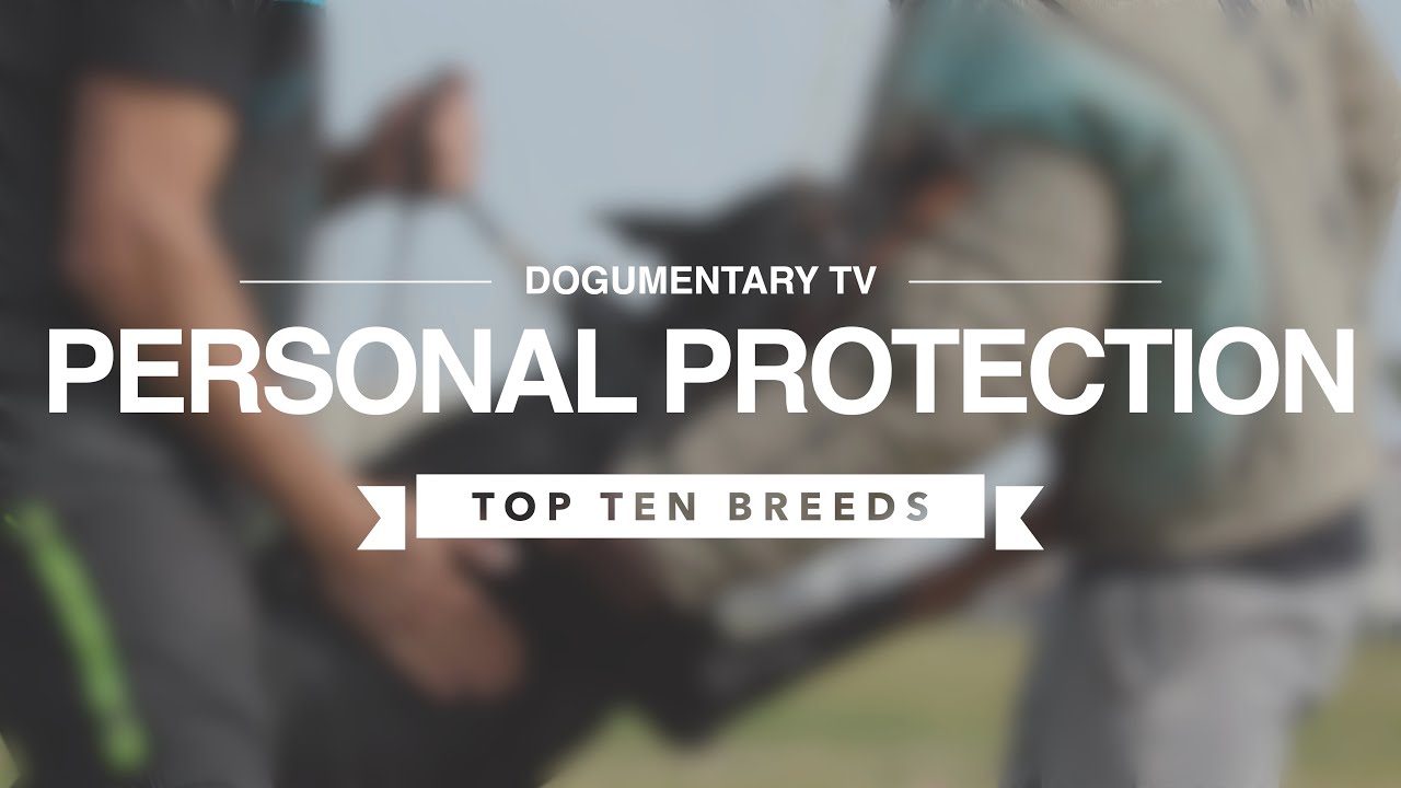 Top ten personal protection dogs