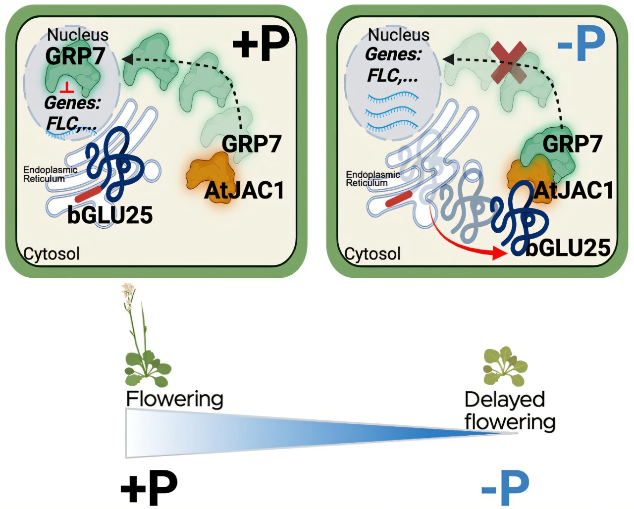 How plants decide when to flower: Scientists discover a phosphorus ...