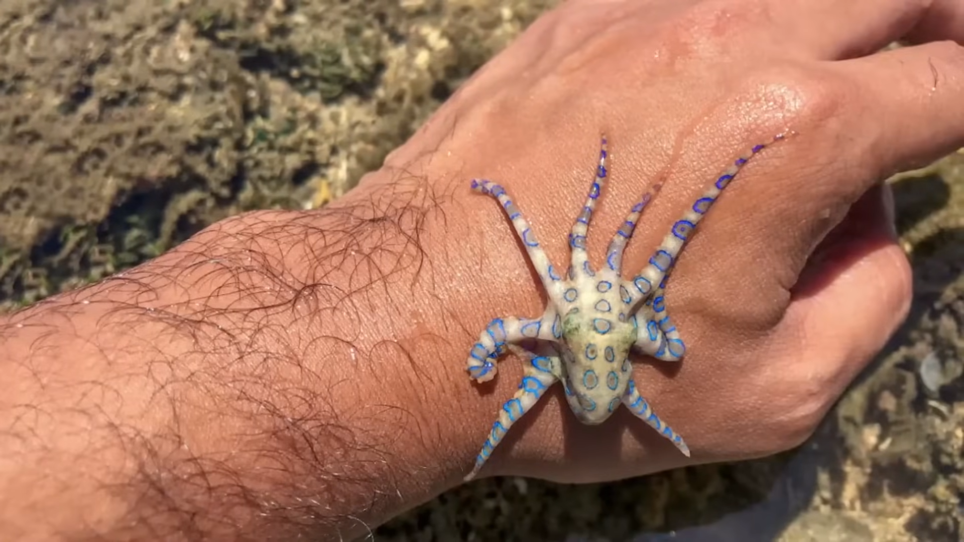 The Deadliest Country on Earth? Australia’s 14 Most Lethal Animals
