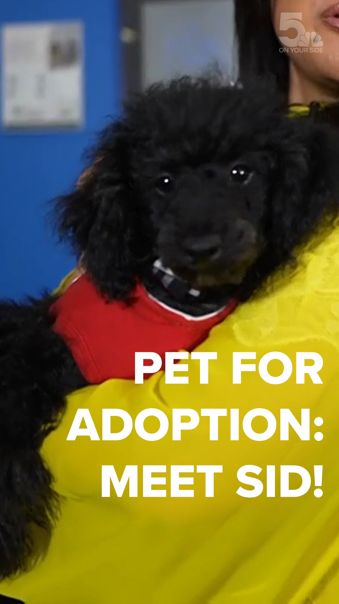 Pet for adoption: Meet Sid!