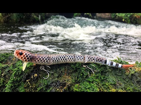 Fishing experiment using venomous snake lure yields results