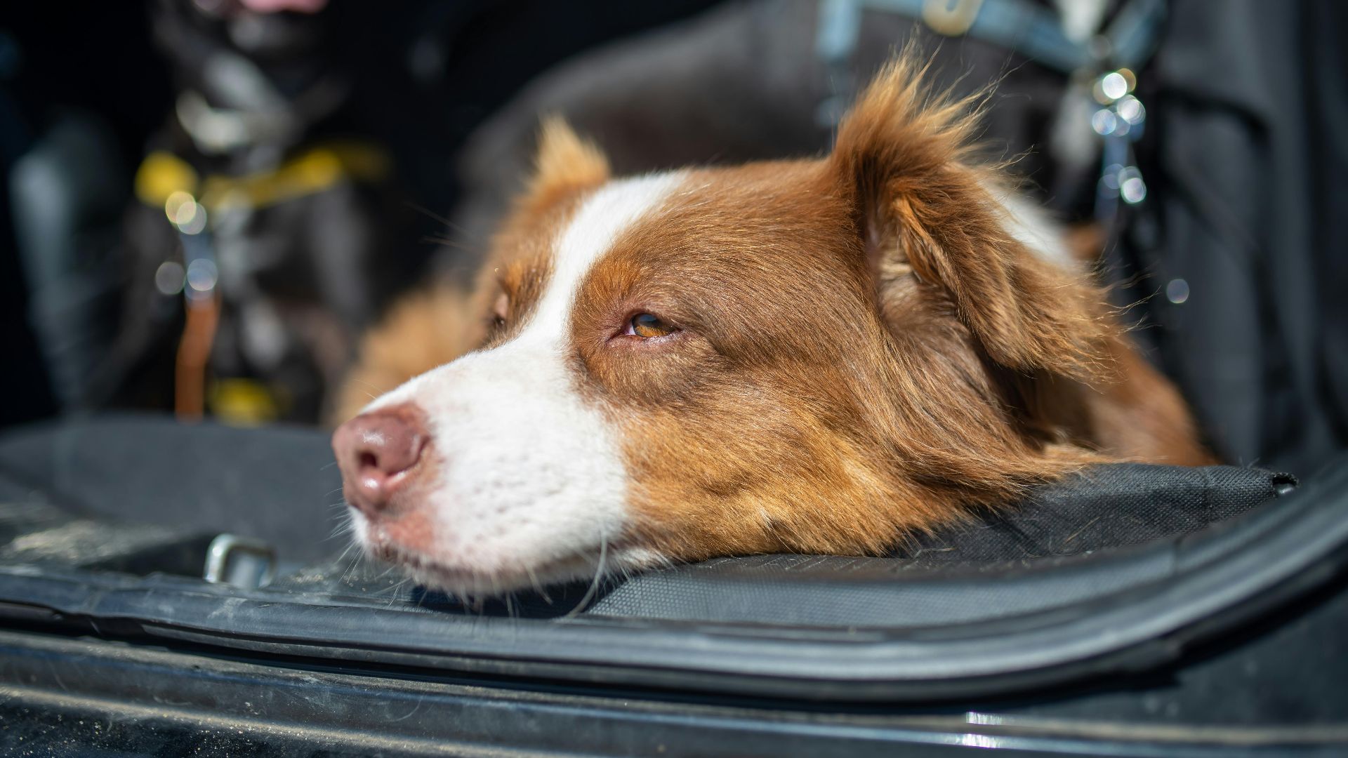 I want to bring my dog on vacation, but the airline’s pet rules are ...