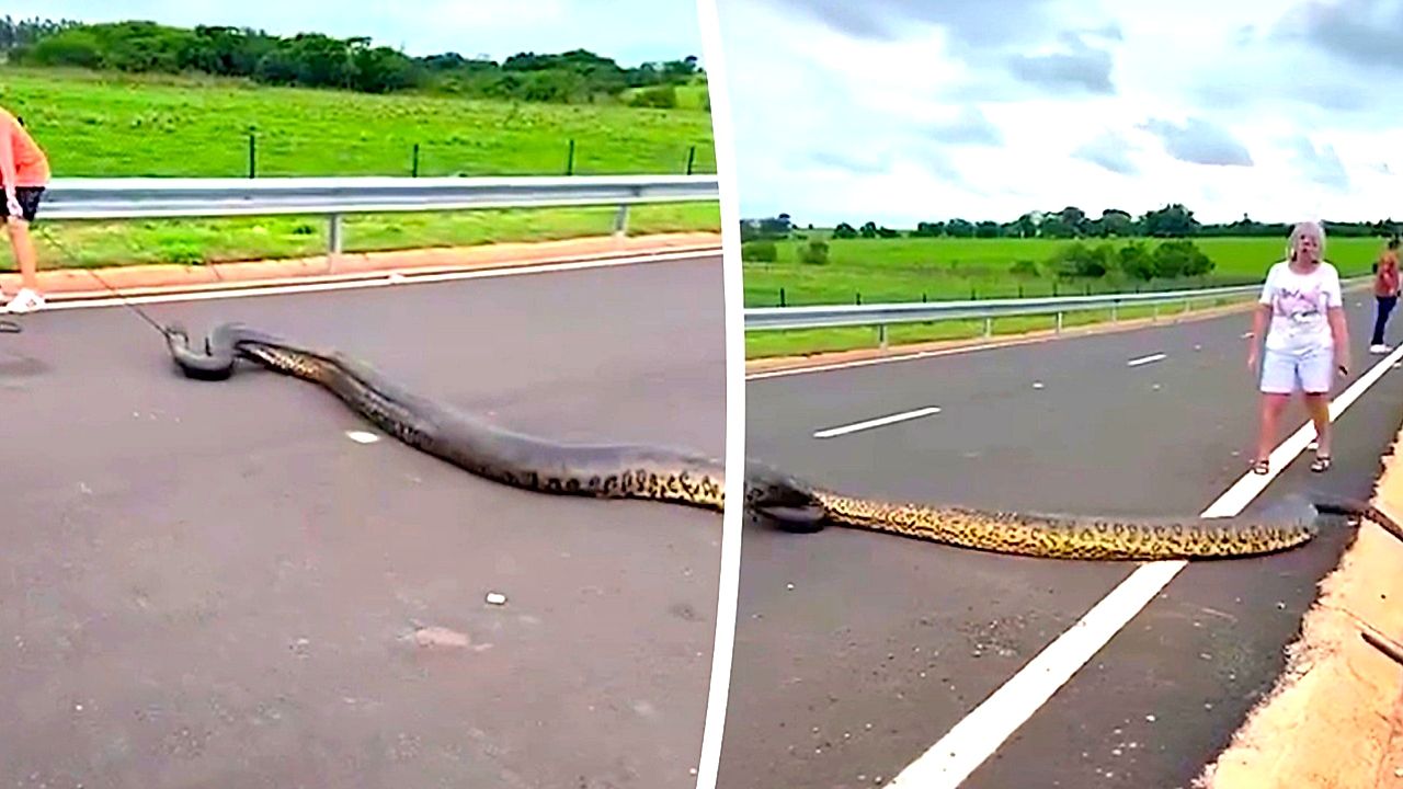 18-foot anaconda blocks highway – brave driver steps in